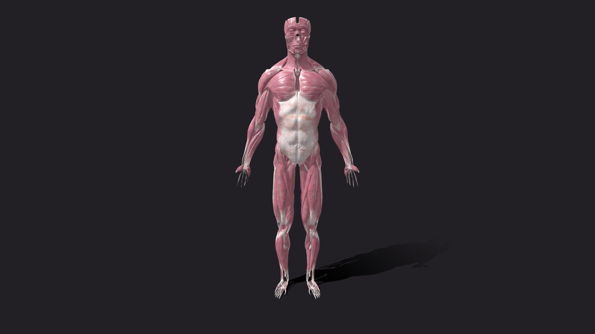 HD Male Muscular System - Buy Royalty Free 3D model by SA Anatomy ...