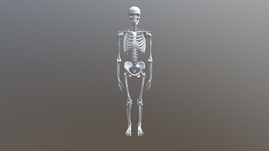 Joints of the axial skeleton - 3D model by acpe [d7e21d5] - Sketchfab