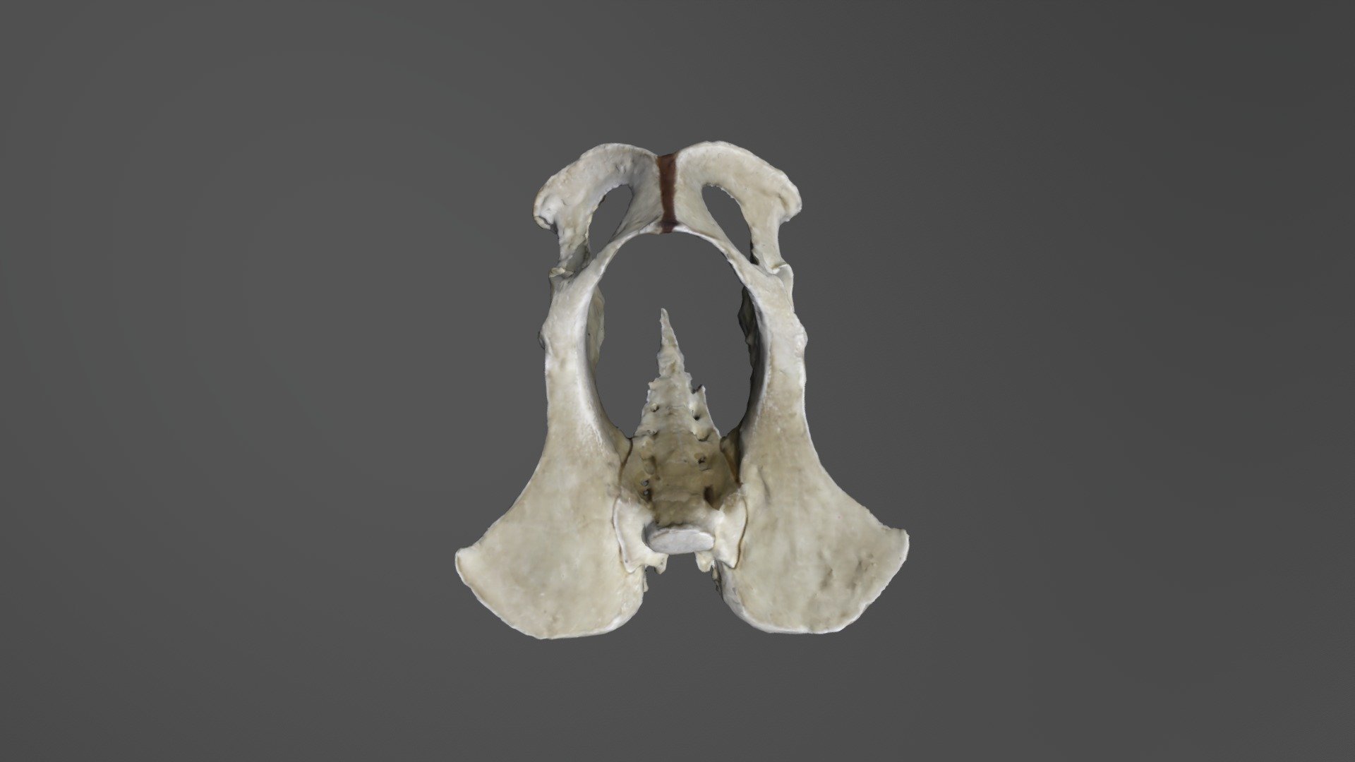 Chimp Pelvis - 3D model by Rakib Hossain (@rakibtonoy) [d7e68a9 ...