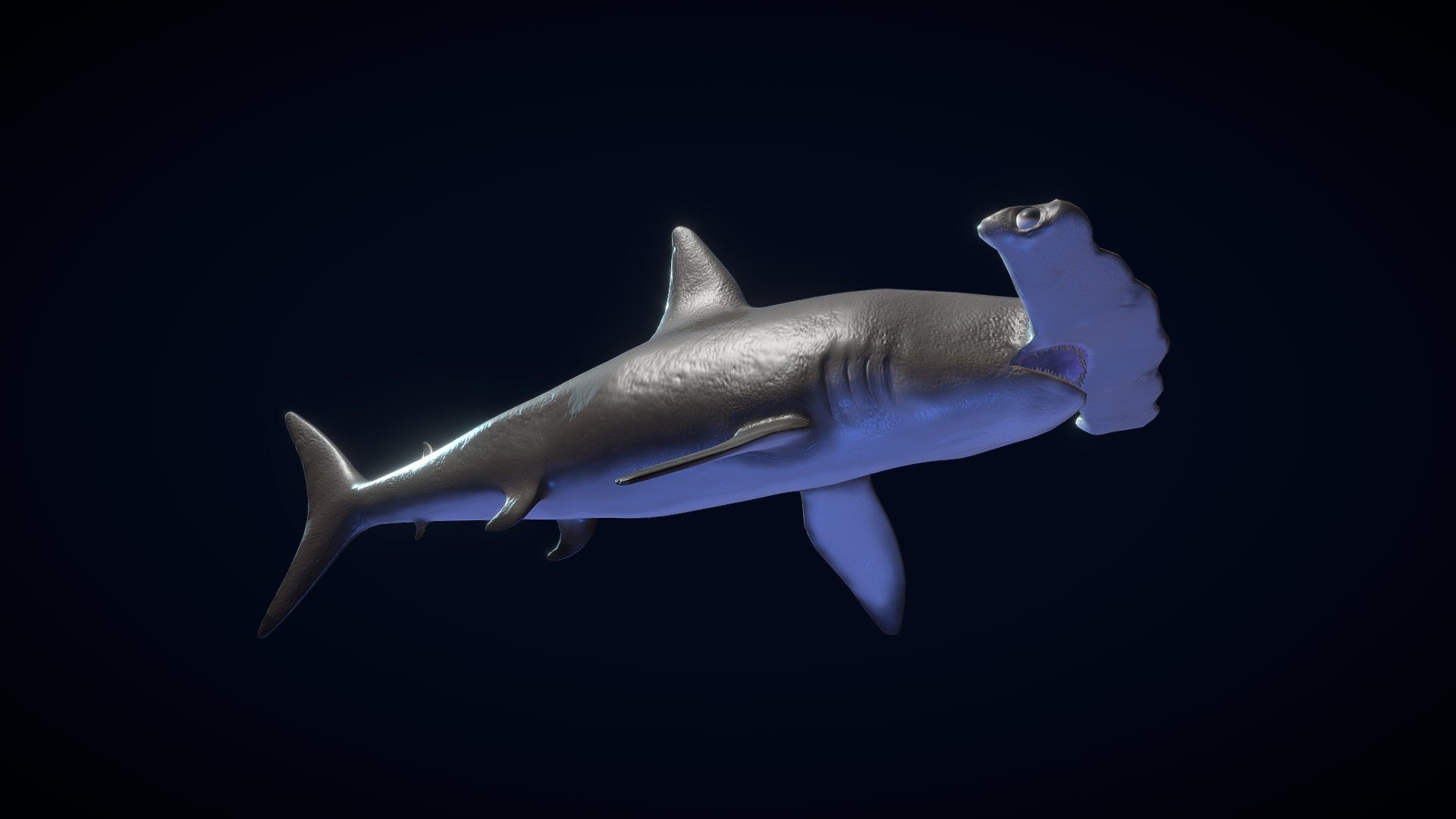 Hammerhead Shark - 3D model by sophiedavenport1 [d7ef5b9] - Sketchfab