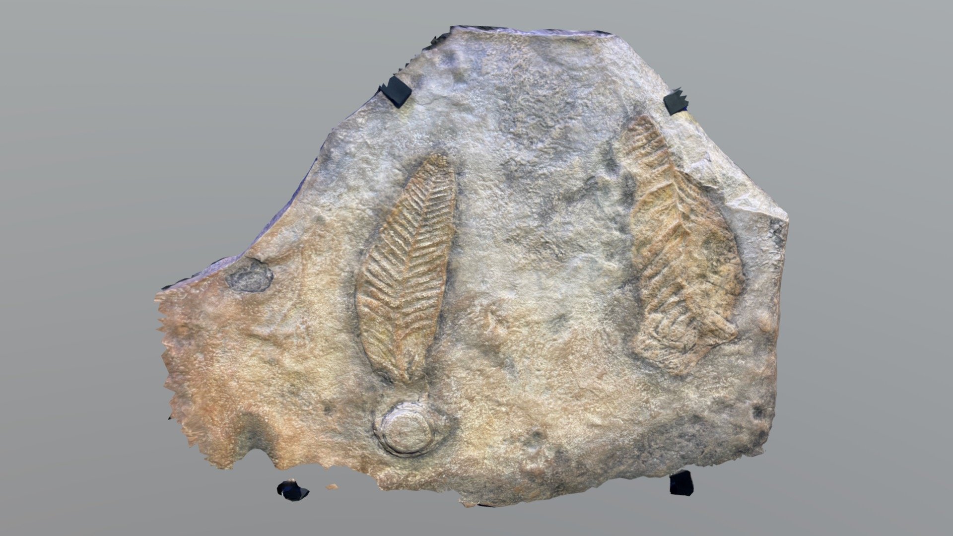 Fossile Charnia - Download Free 3D model by Tavernier Amaury ...