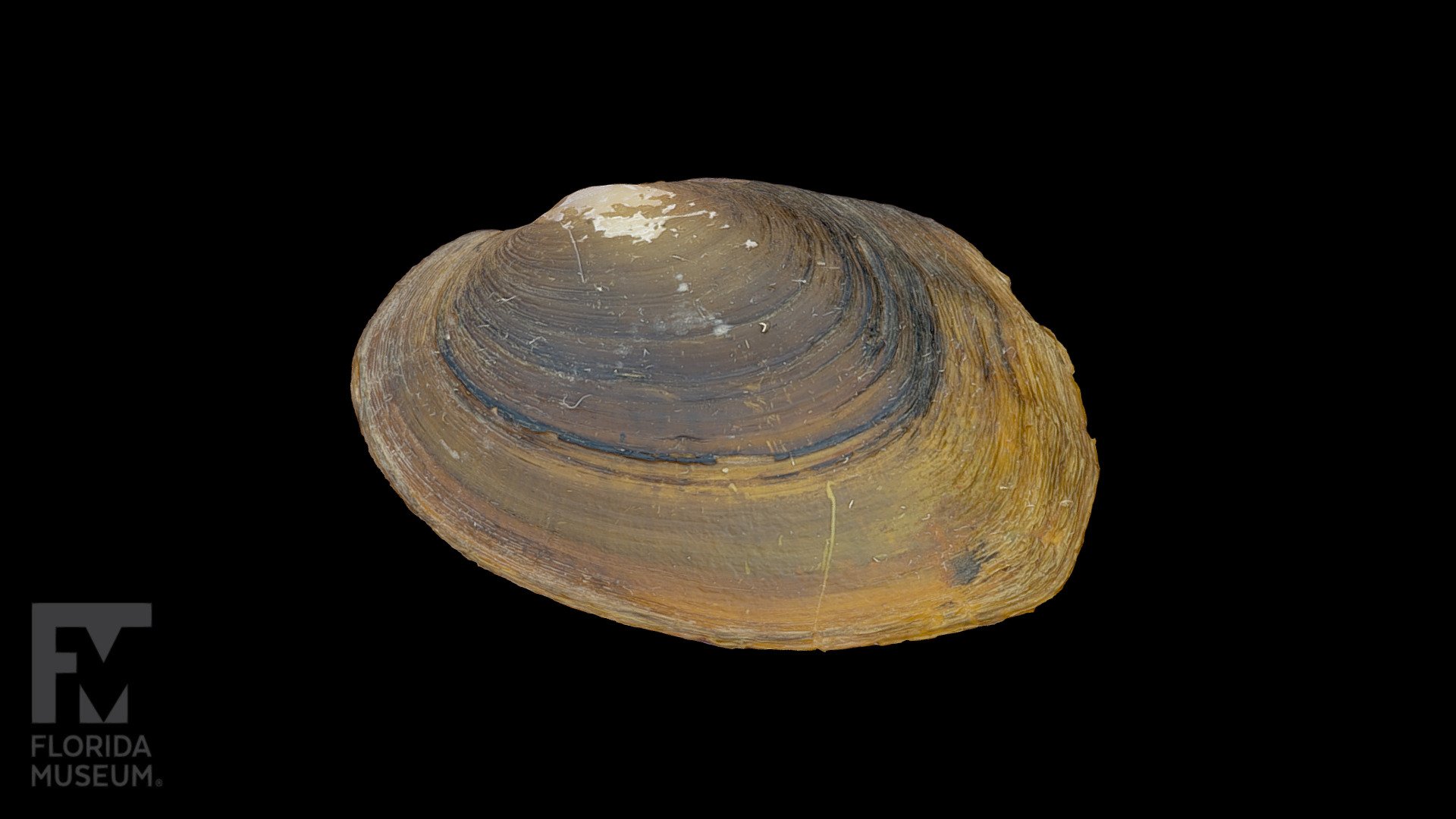 Pseudodon inoscularis - Freshwater Mussel - 3D model by FloridaMuseum ...
