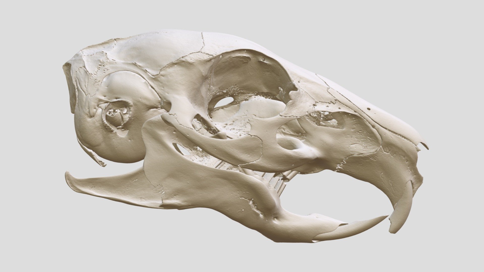 Galea musteloides (MSB:Mamm:57184) - 3D model by Biodiversity [d8052f6 ...