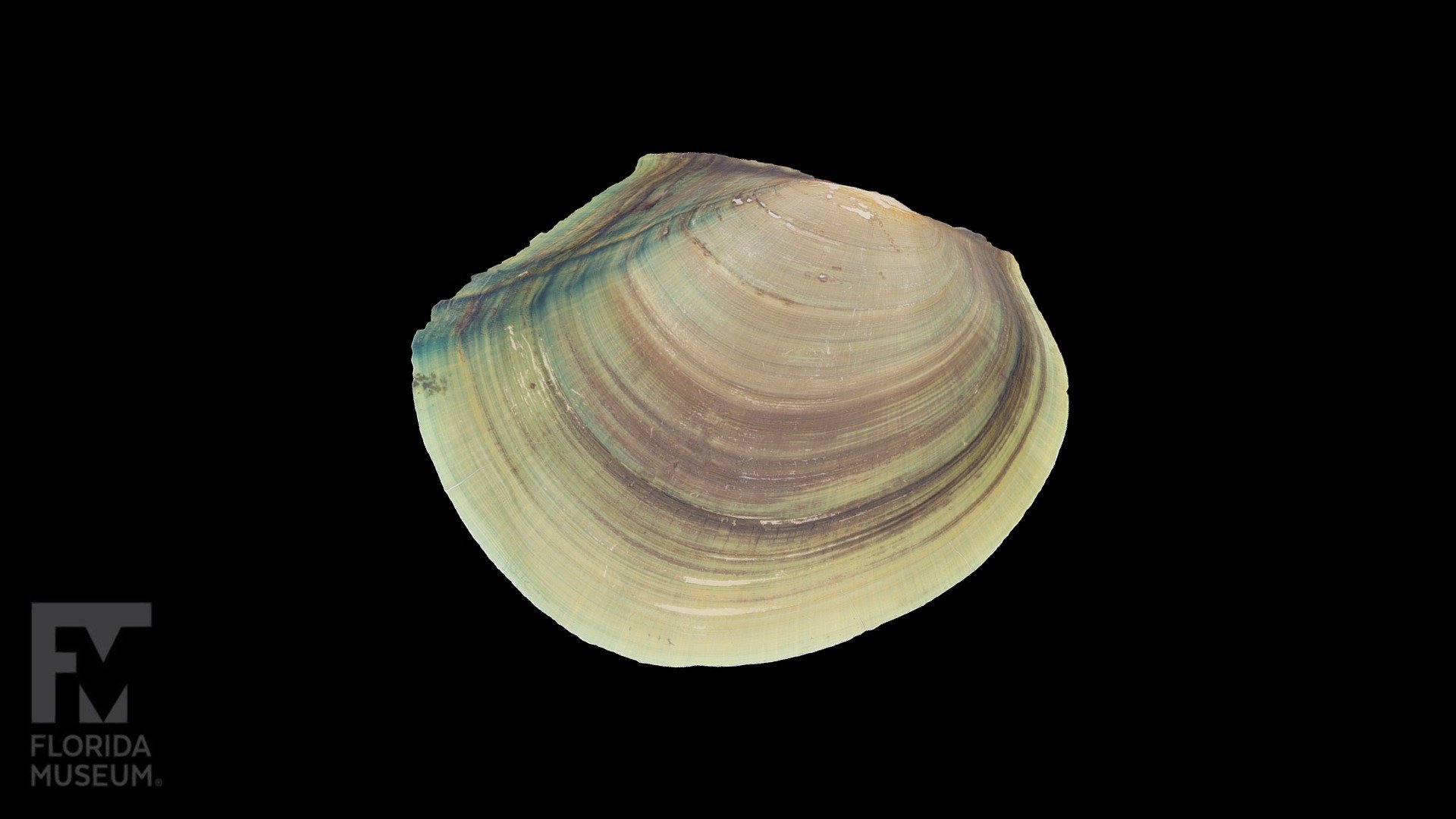 Flat Floater - Freshwater Mussel - 3D model by FloridaMuseum [d806ba2 ...