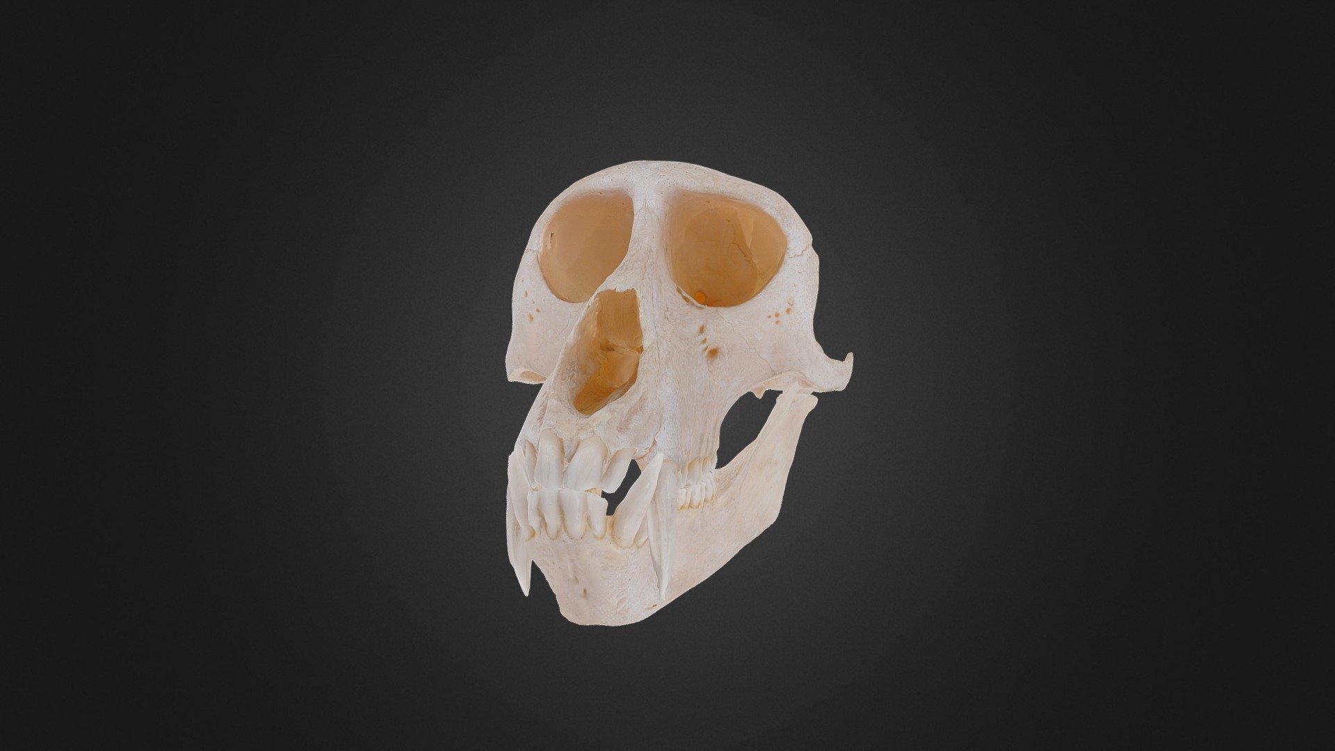 Gibbon Skull Animation - 3D model by Archaeology, Classics and ...
