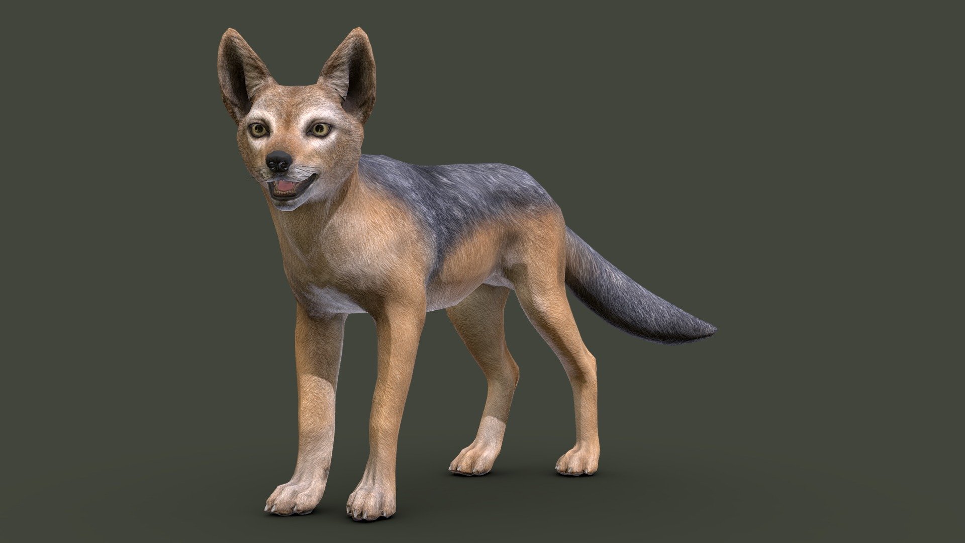 Jackal - 3D model by RedDeer (@billl90) [d813e11] - Sketchfab