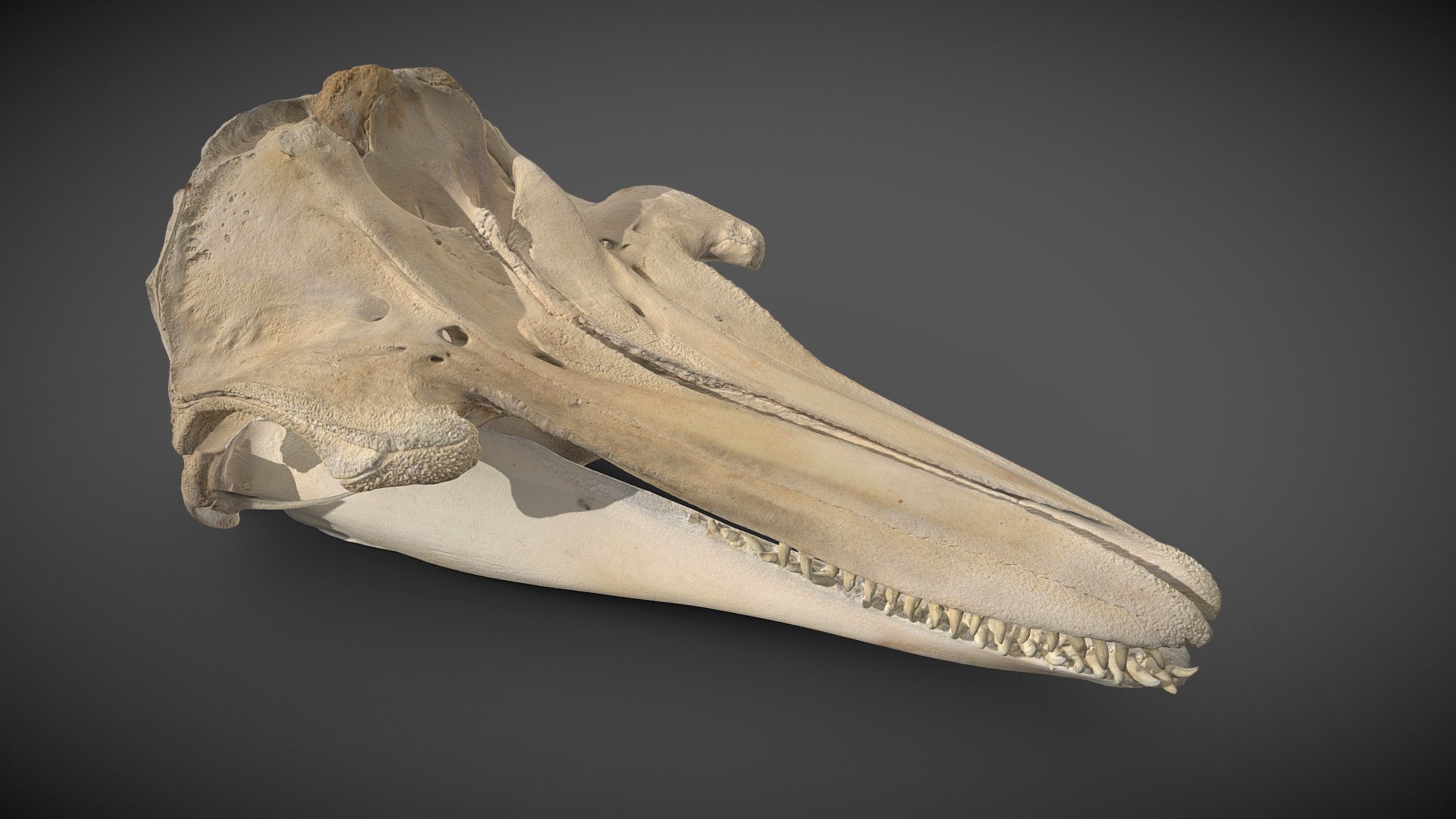 Crâne de Dauphin d'Électre - Download Free 3D model by Alienor.org, Conseil des musées (@alienor ...