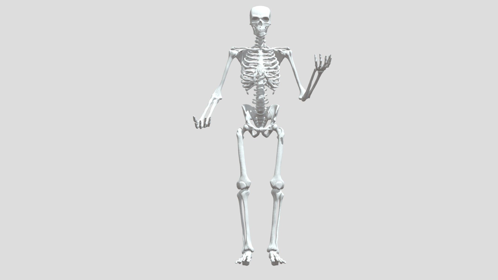 Human, Name of bones ver.o.1 - 3D model by museum_natural_history ...