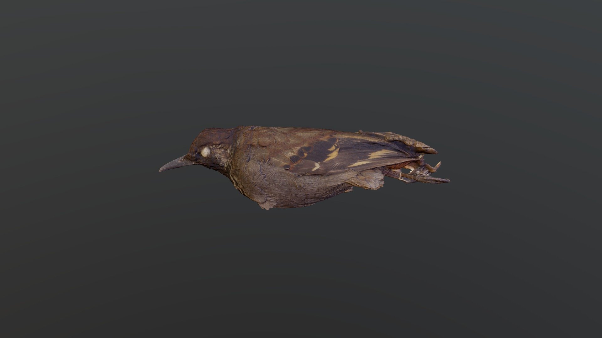 Wing-banded Antbird - Myrmornis torquata - Download Free 3D model by ...