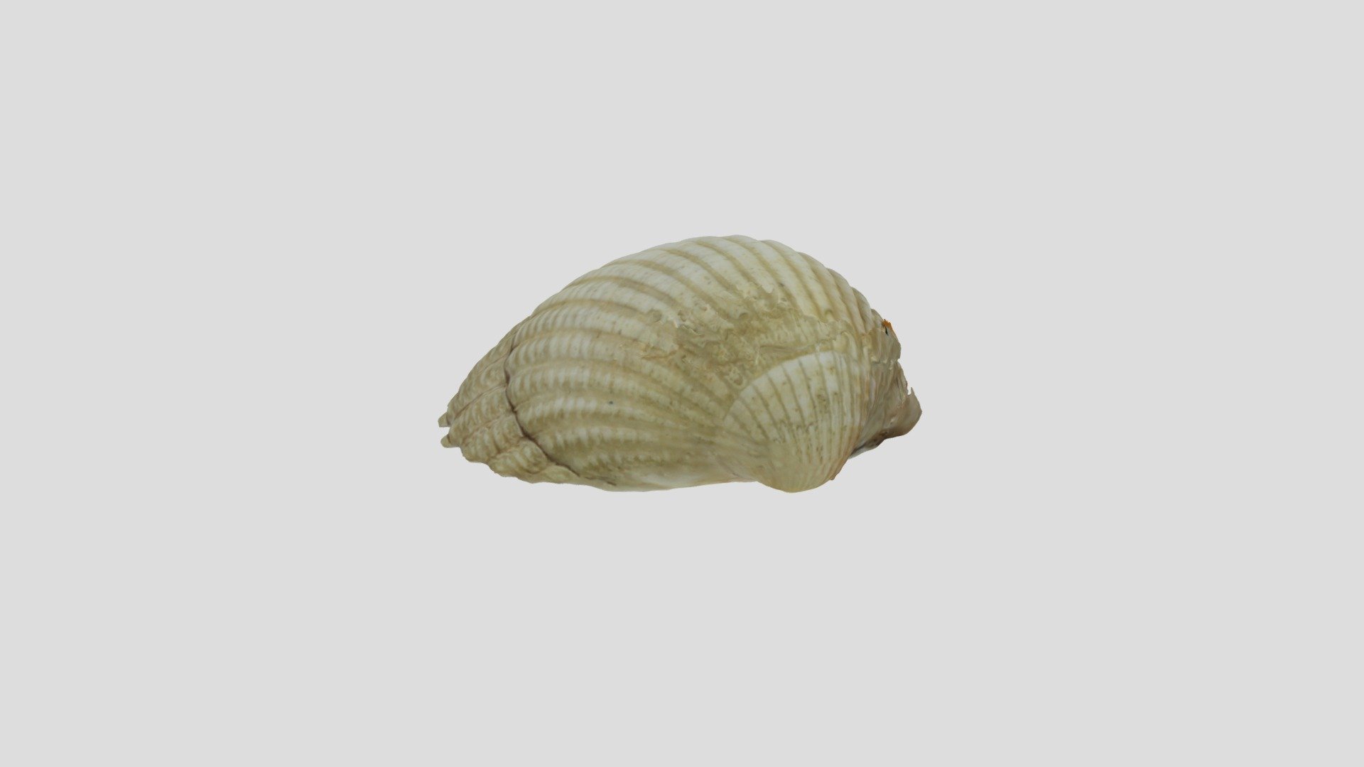 Cockle - 3D model by Department of Earth Sciences, UCL (@es-ucl ...