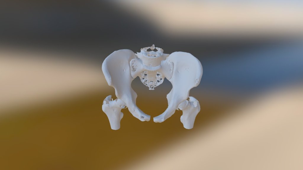 Pelvis Sku 206 3d Model By Orto3d [d82676c] Sketchfab