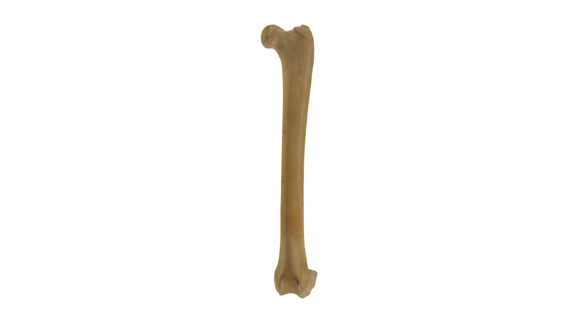 Femur - Download Free 3D model by jdb56 [d829975] - Sketchfab
