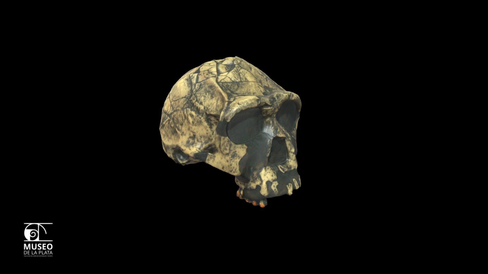 Homo ergaster (KNM-ER 15000, Nariokotome) 8044 - 3D model by Museo de ...