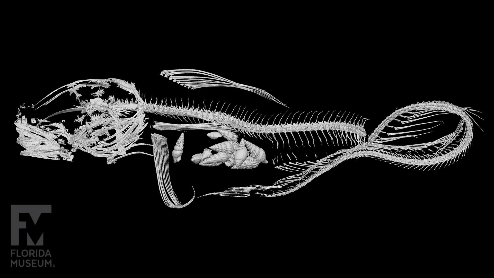 Antillean Tadpole Fish CT Scan, Ateleopodidae - 3D model by ...