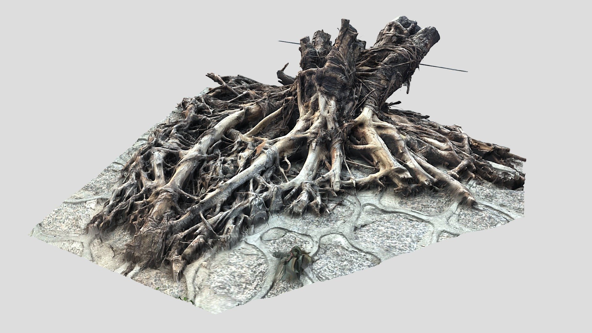 A tree root in city that has been cut down - 3D model by ethan.li 李迎松 ...