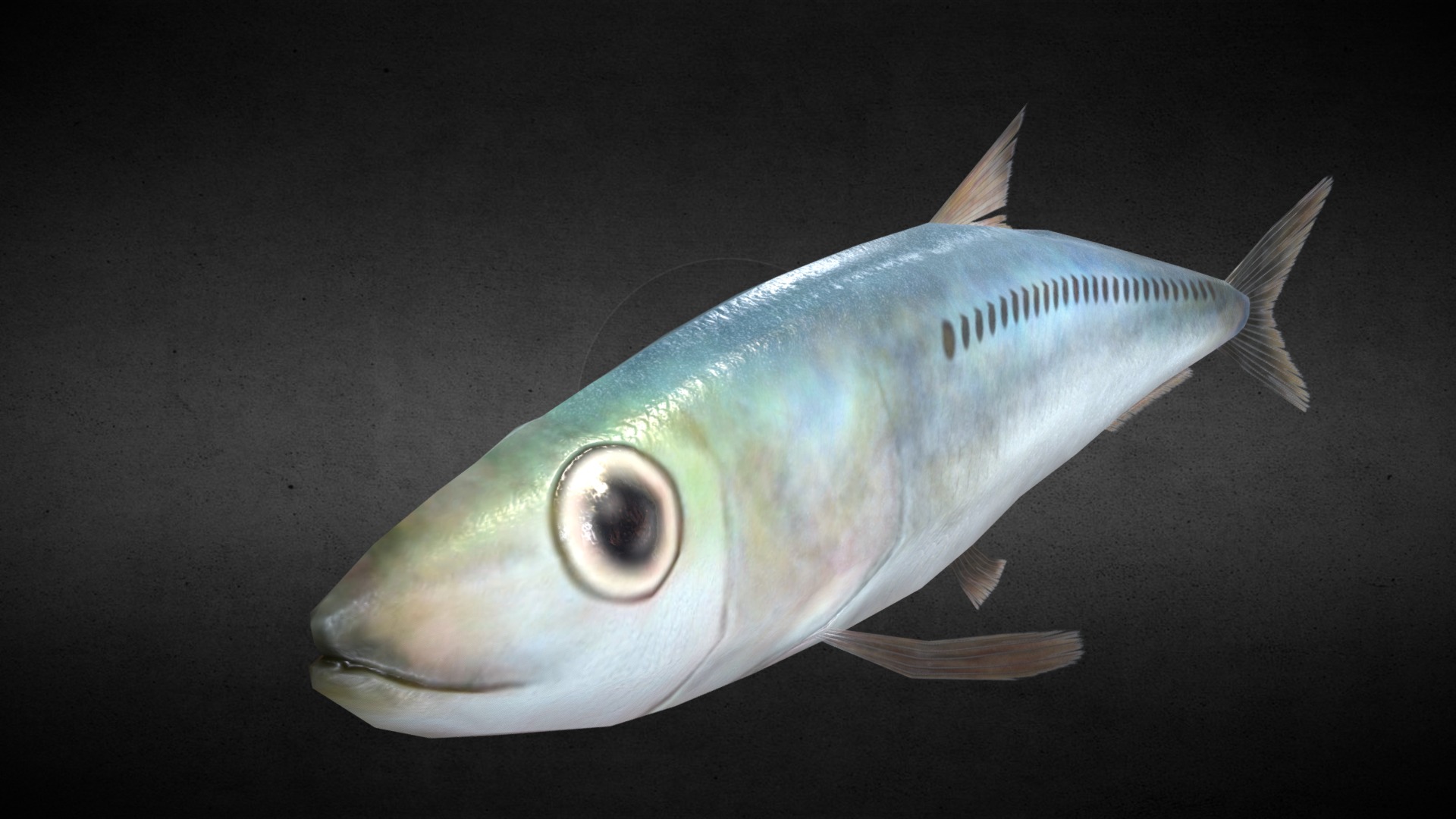 Sardina Pilchardus Rigged - Buy Royalty Free 3D model by Armored ...