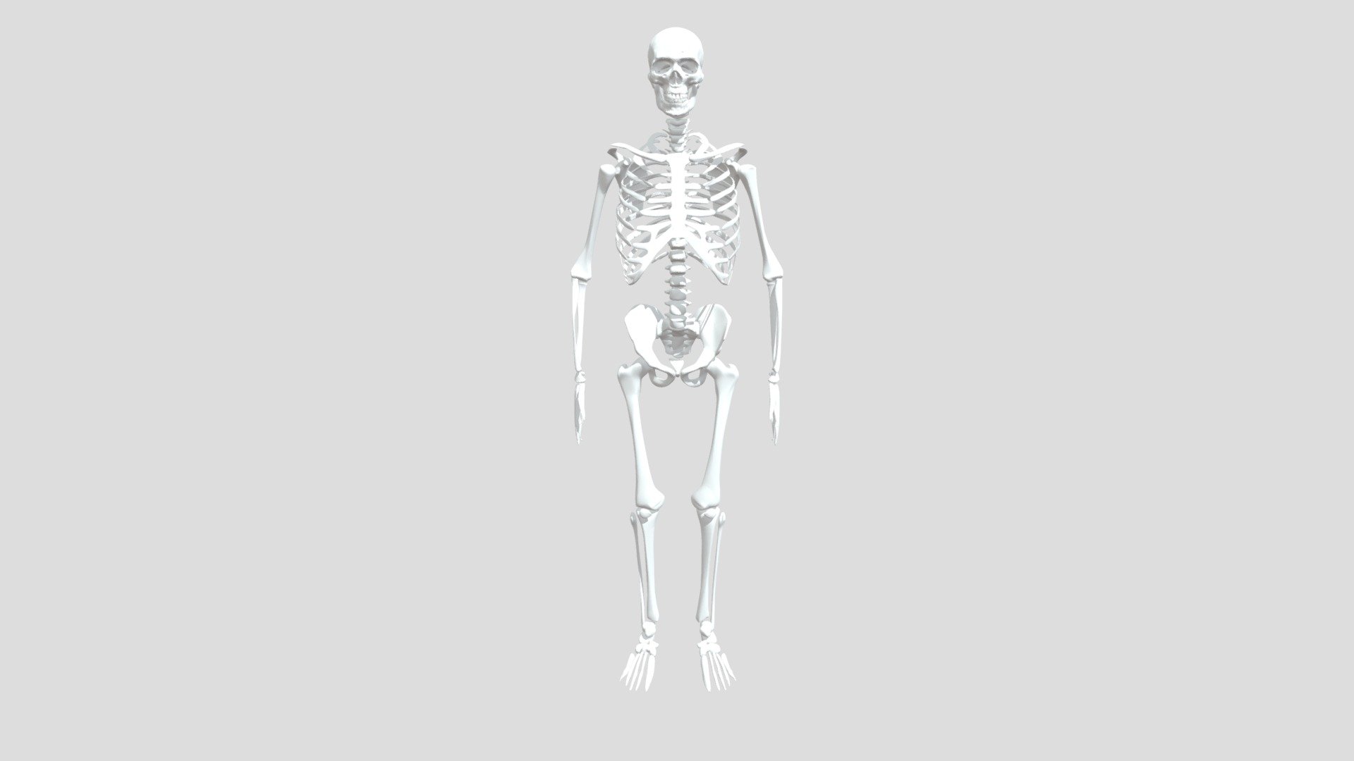 Skelaton - Download Free 3D model by Babukisan (@babukisanregmi2066 ...