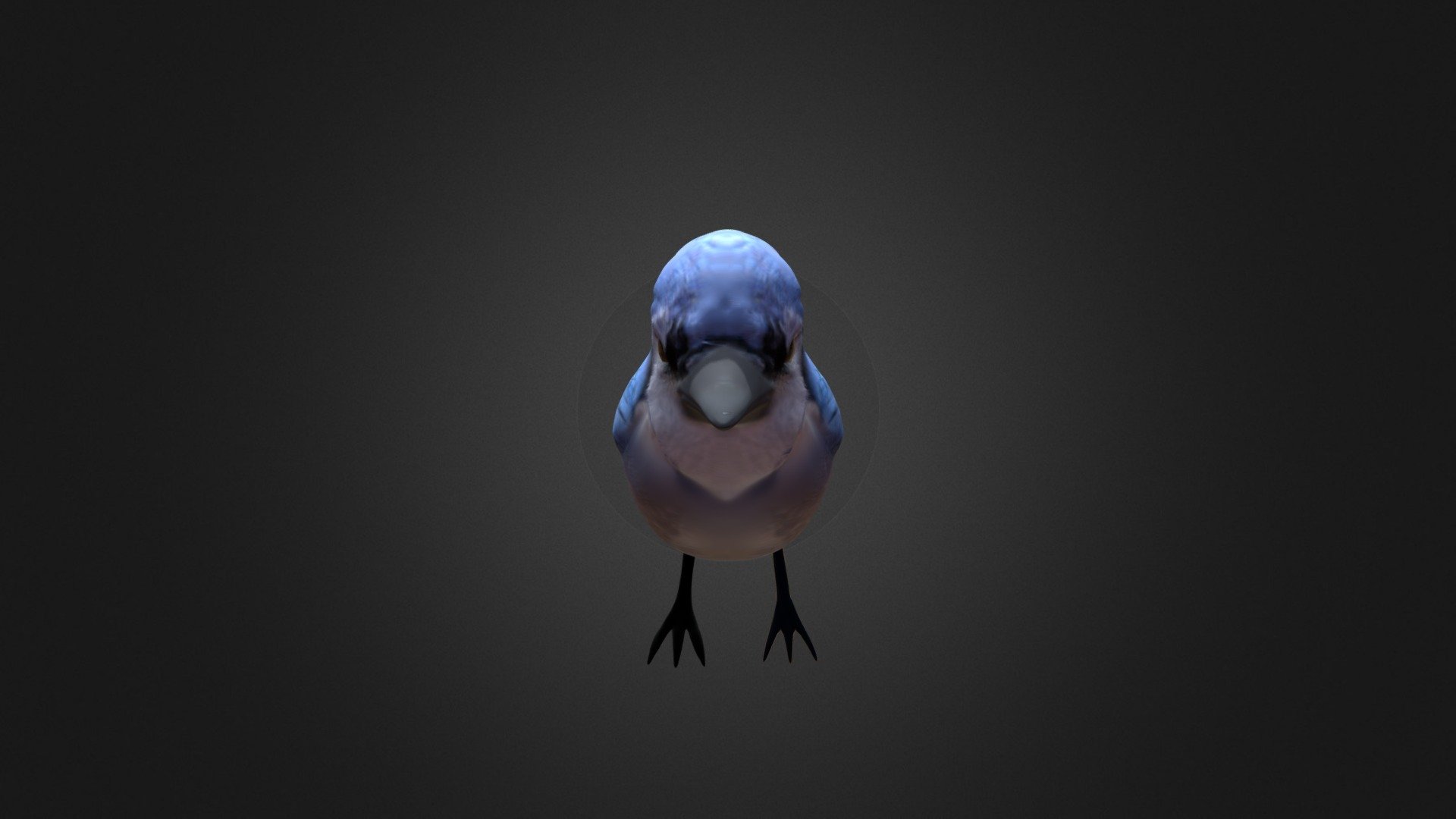 Blue Jay - 3D model by AwesomeRookie [d84d1a5] - Sketchfab
