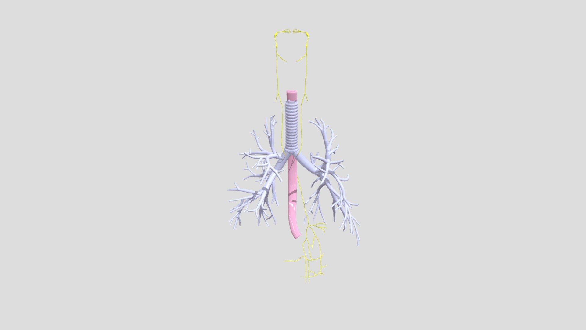 Trachea And Bronchi - 3D model by theanatomycode [d84fb0b] - Sketchfab