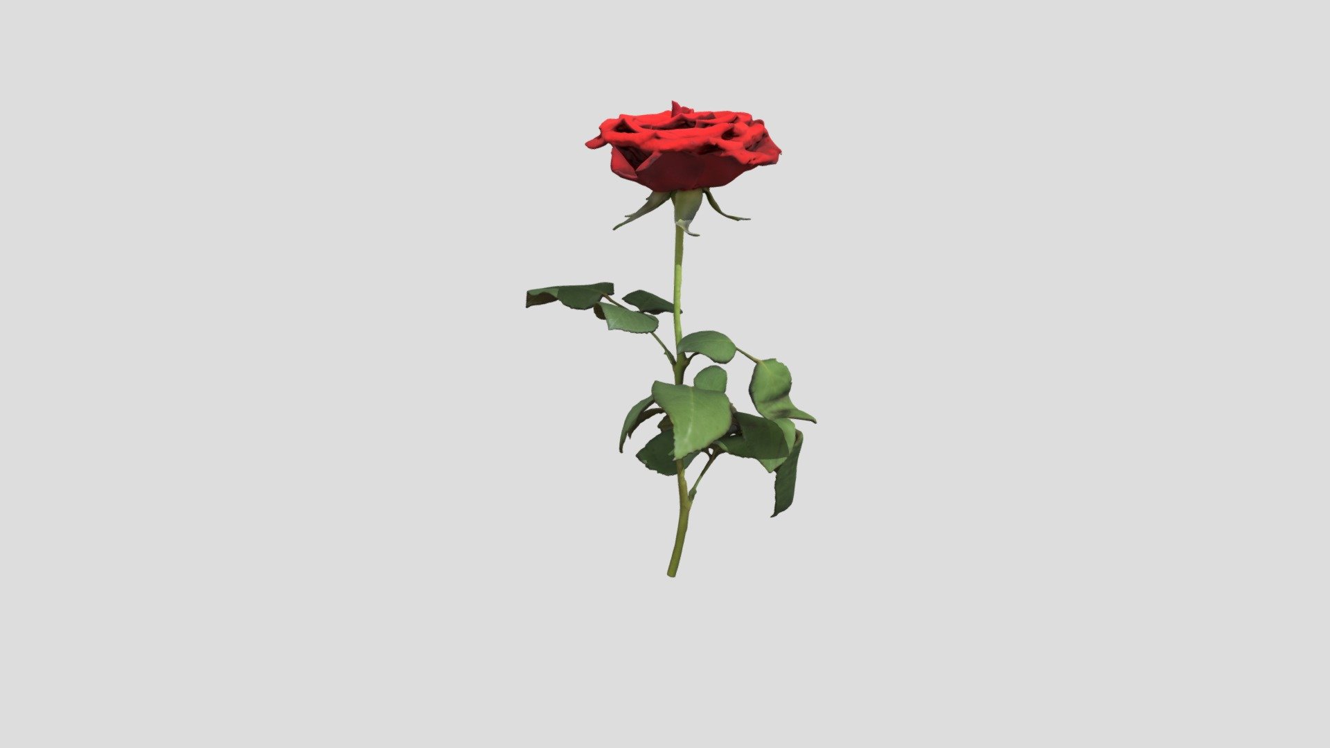 Red Rose ninja - Download Free 3D model by NINJA 55 ...