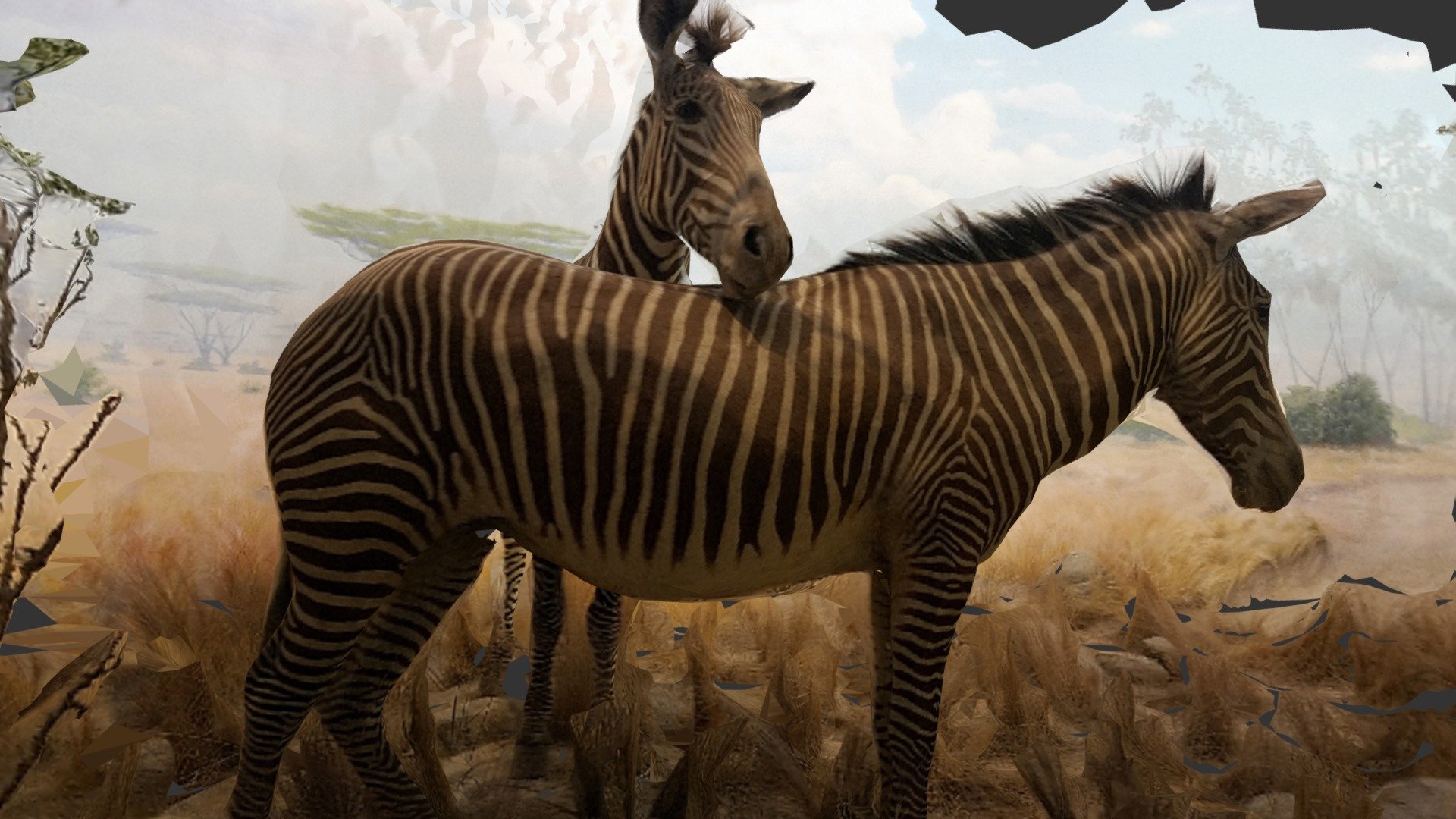 Zebras - 3D model by William (@williamj.mitchell) [d859d56] - Sketchfab