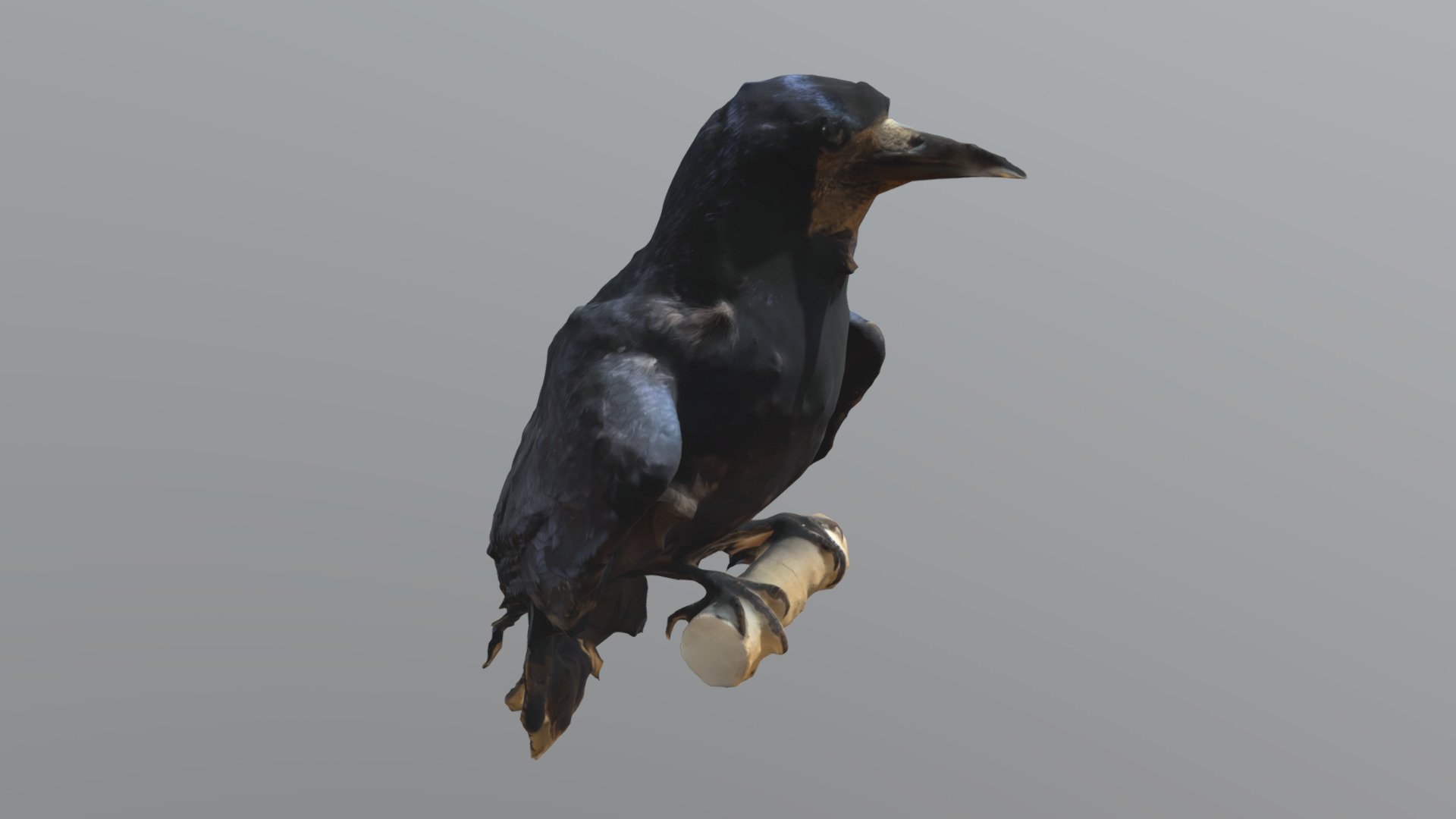 Corbeau - Download Free 3D model by Tavernier Amaury (@svtavernier ...