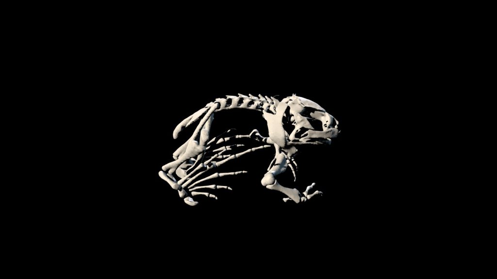 Skeleton Mesh 200k - 3D model by custardo [d86123d] - Sketchfab