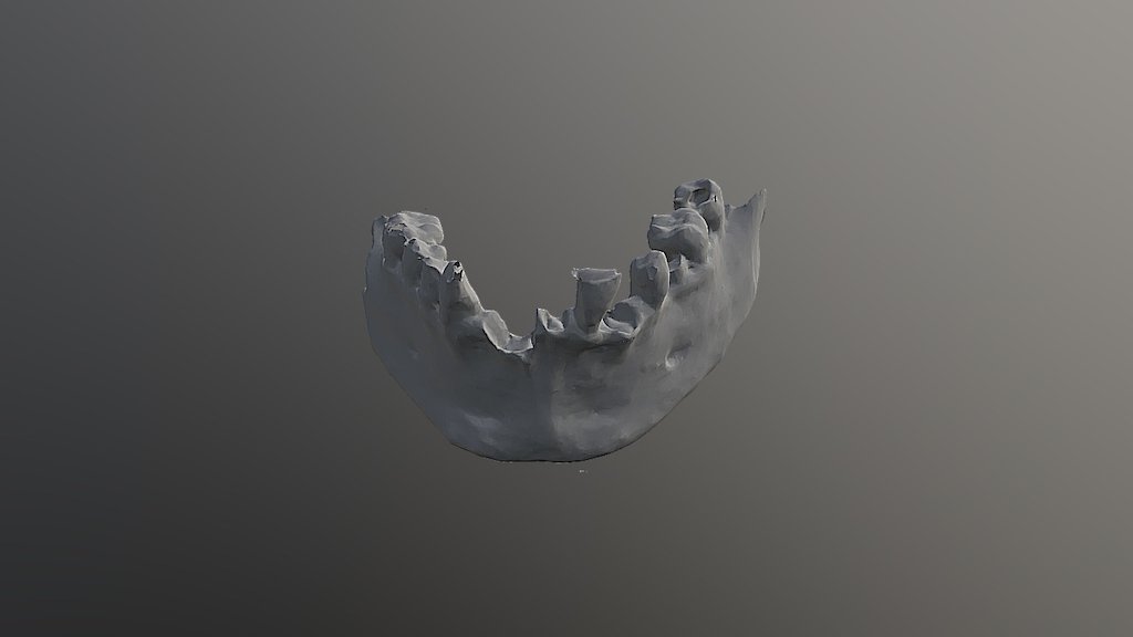 Durham University 3D Mandible - 3D model by danielleschaf [d863420 ...