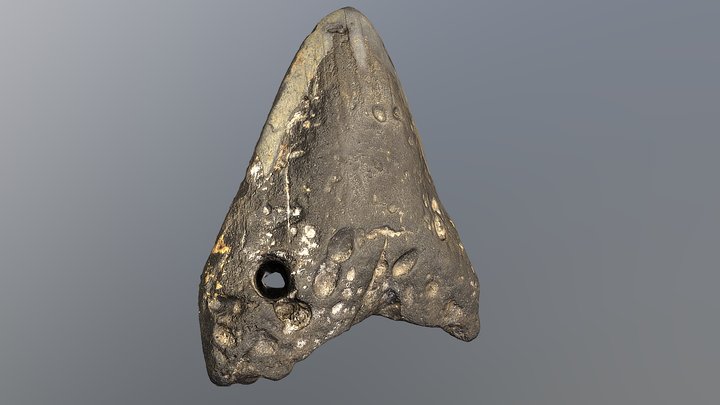 Shark-tooth 3D models - Sketchfab