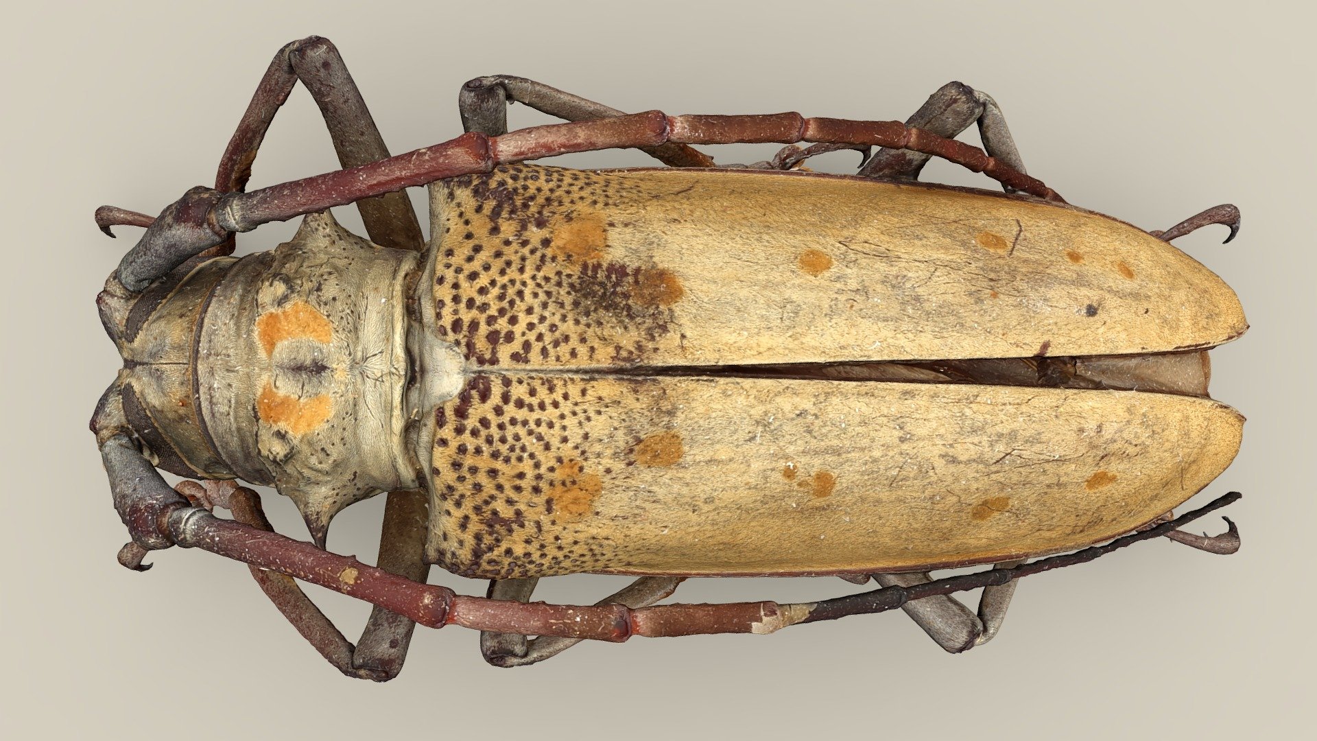 Batocera tigris - Buy Royalty Free 3D model by noe-3d.at (@www.noe-3d ...