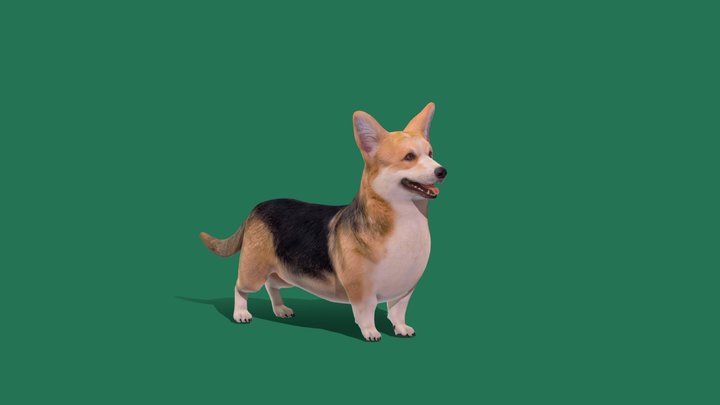 Corgi 3D models - Sketchfab