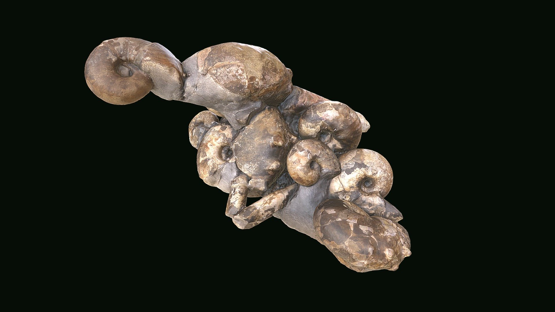 Menuites oralensis and Baculites scotti - 3D model by Shellie Luallin ...
