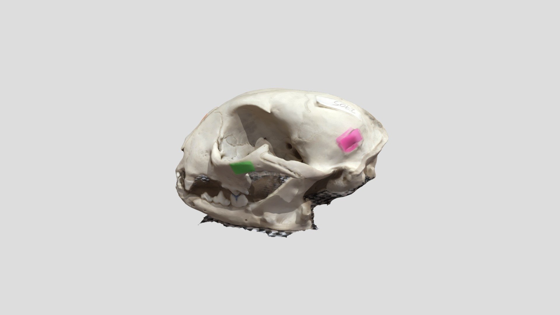 Lynx skull - Download Free 3D model by alessandro (@alessandrorima ...