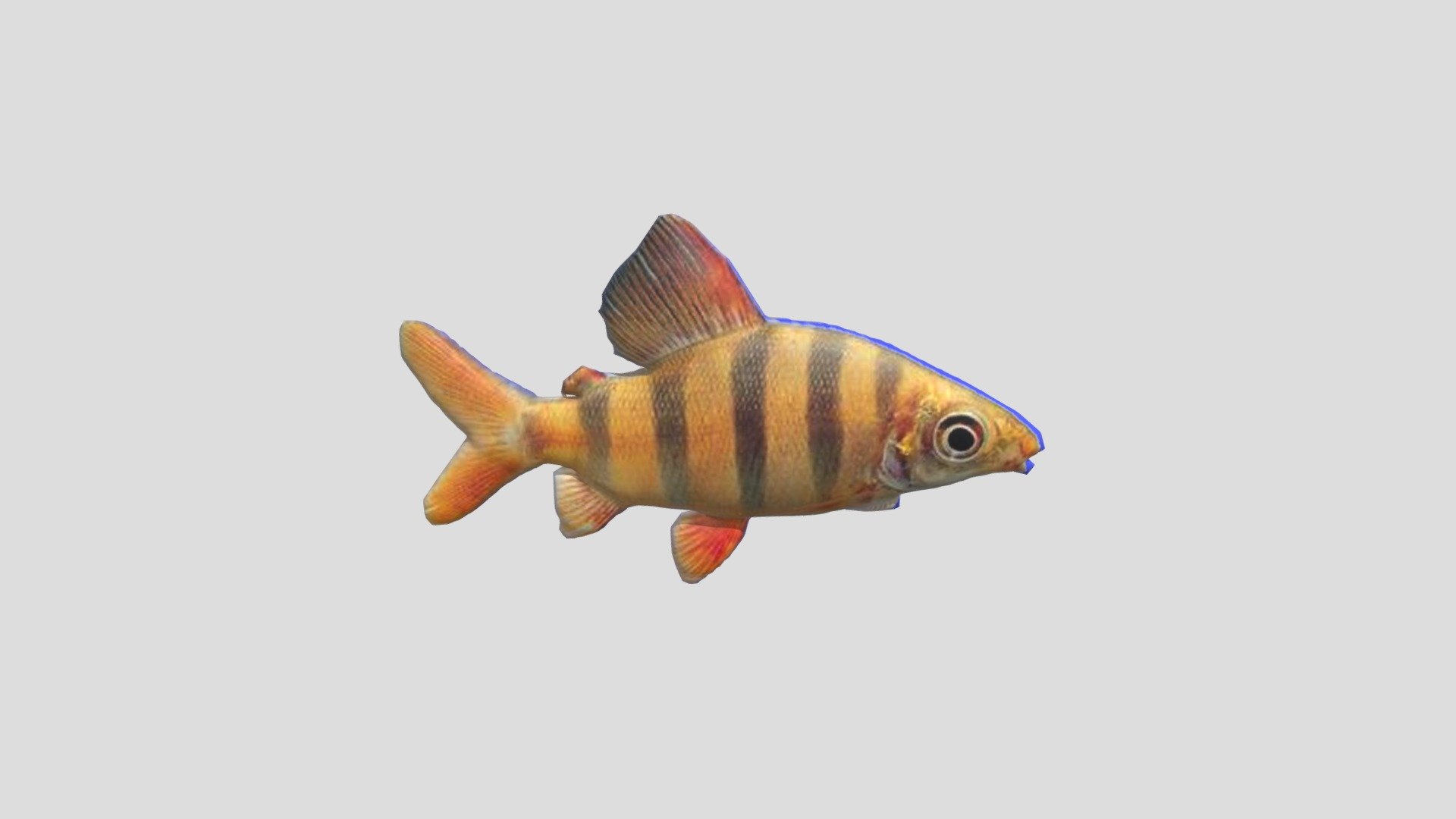 Ikan - 3D model by saisyahn [d87f9cf] - Sketchfab