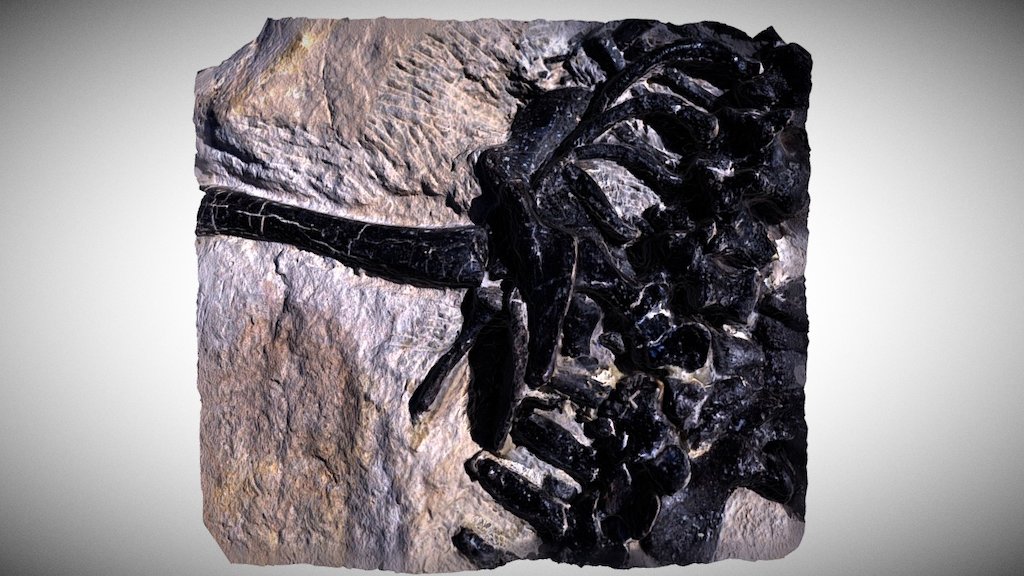 CLAUDIOSAURUS Fossil Section - 3D model by Free 3D Models ...