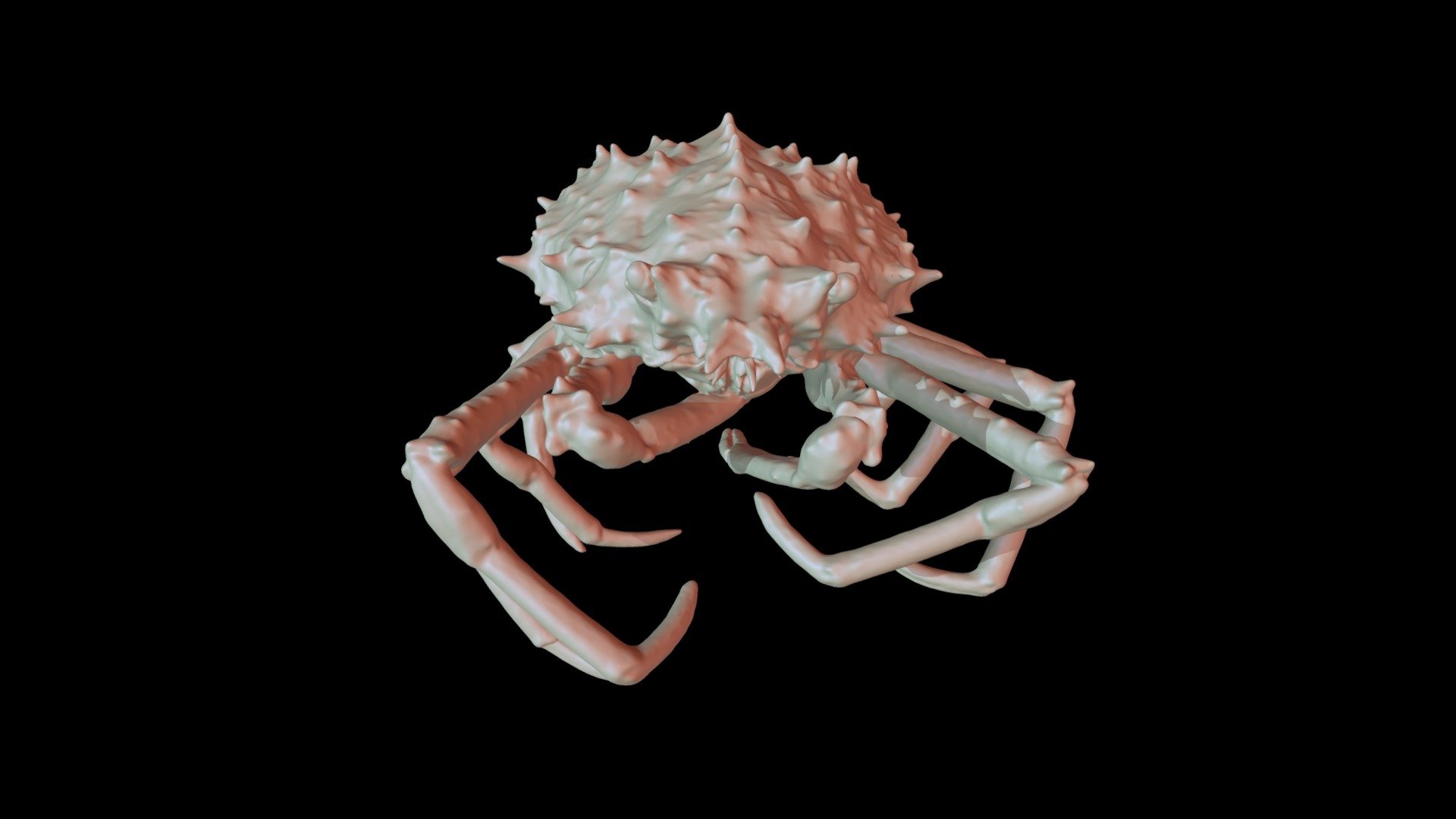 Ridged spider crab - 3D model by NCSM Non-molluscan Invertebrates Unit ...