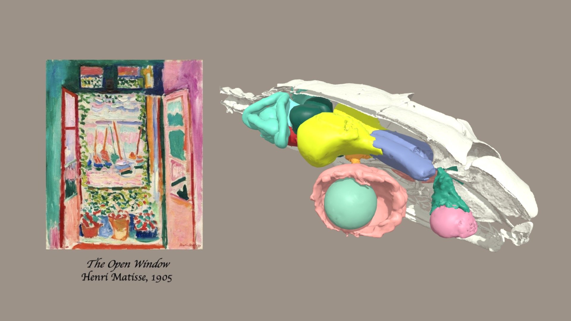 Matisse Skull - 3D model by Michigan Herpetology (UMMZ ...