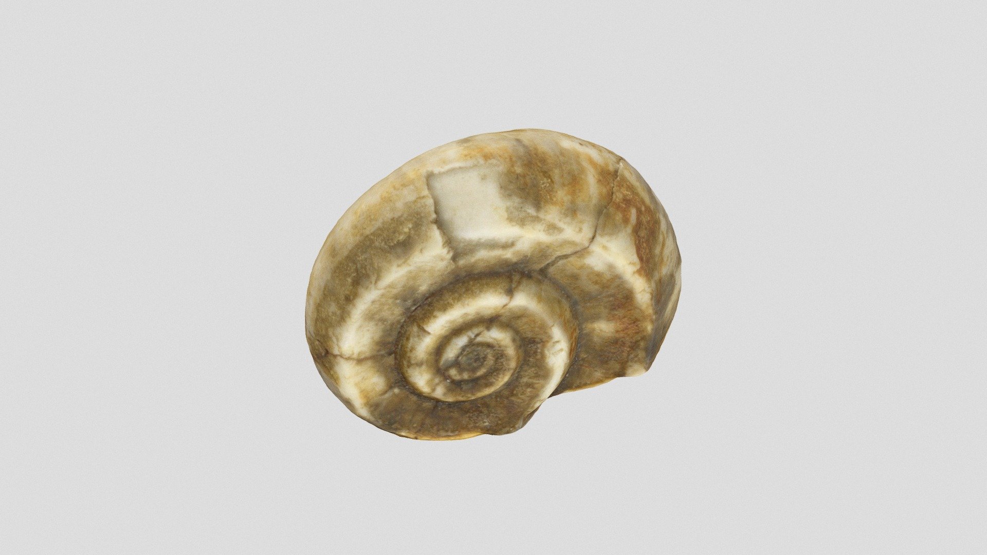 Euomphalus - Download Free 3D model by Atlante virtuale 3D Geoscienze ...