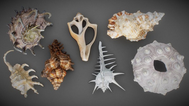 Seashells 3D models - Sketchfab