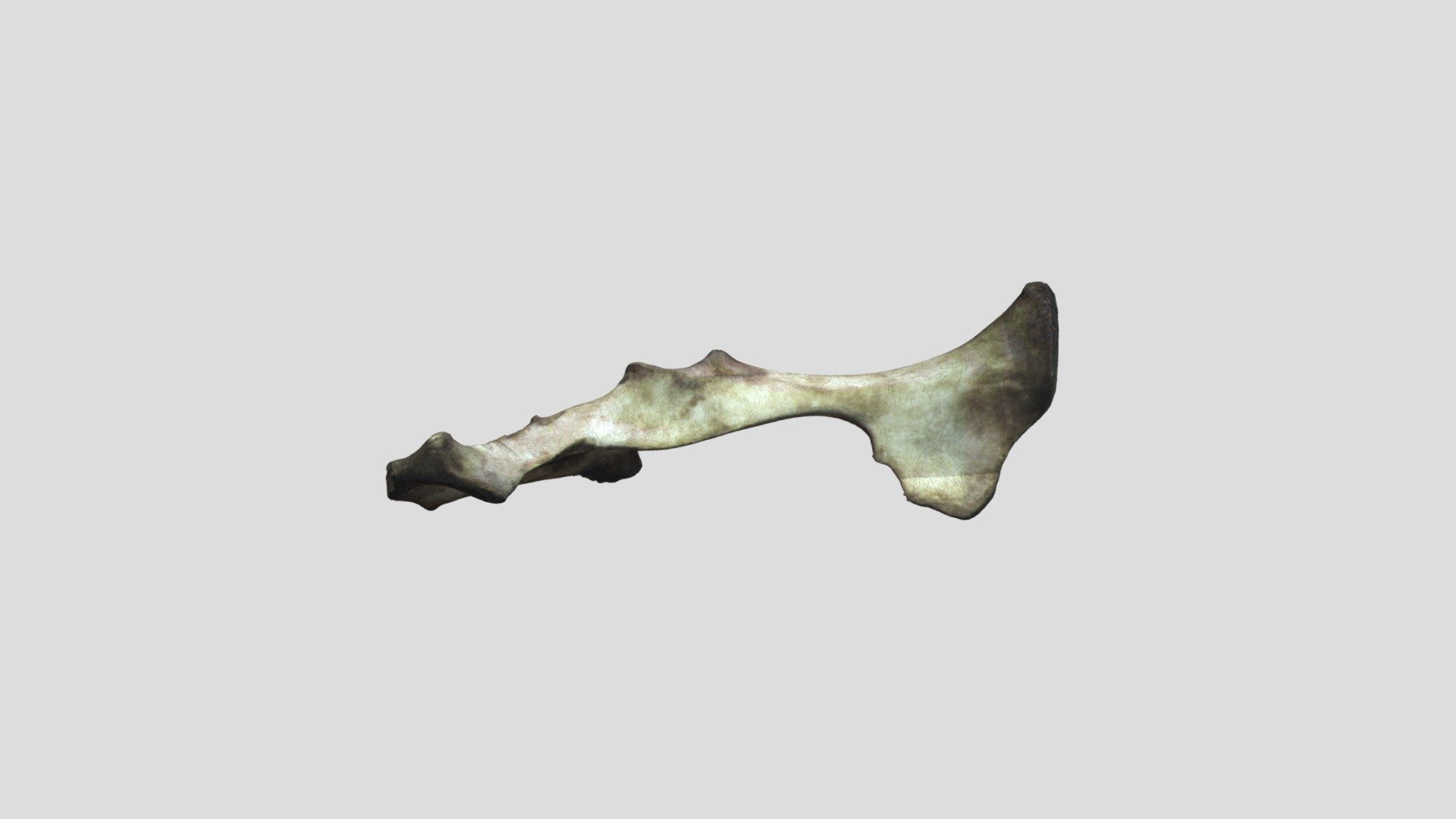 Rangifer tarandus (reindeer) pelvis - 3D model by osteoarchaeology ...