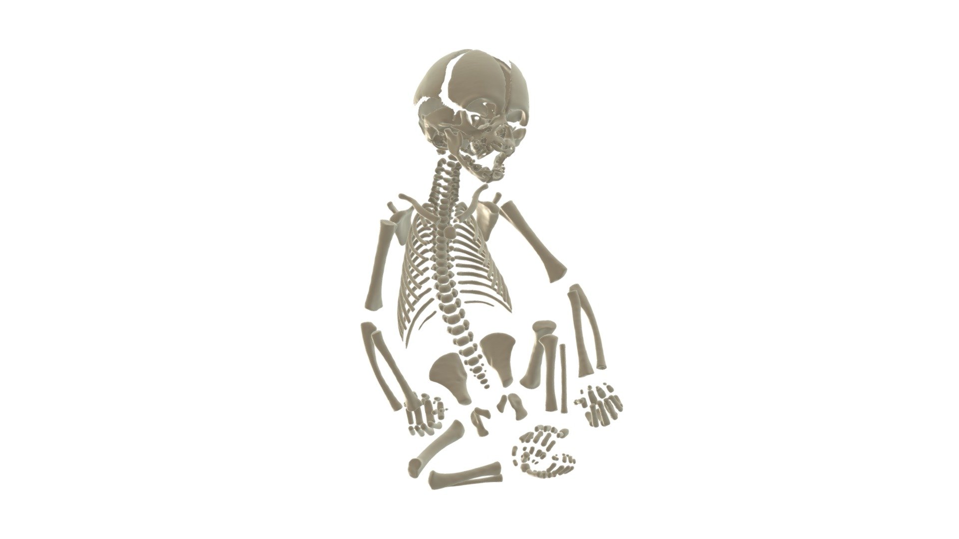 Chimpanzee Neonate Skeleton - Download Free 3D model by VISIBLE APE ...