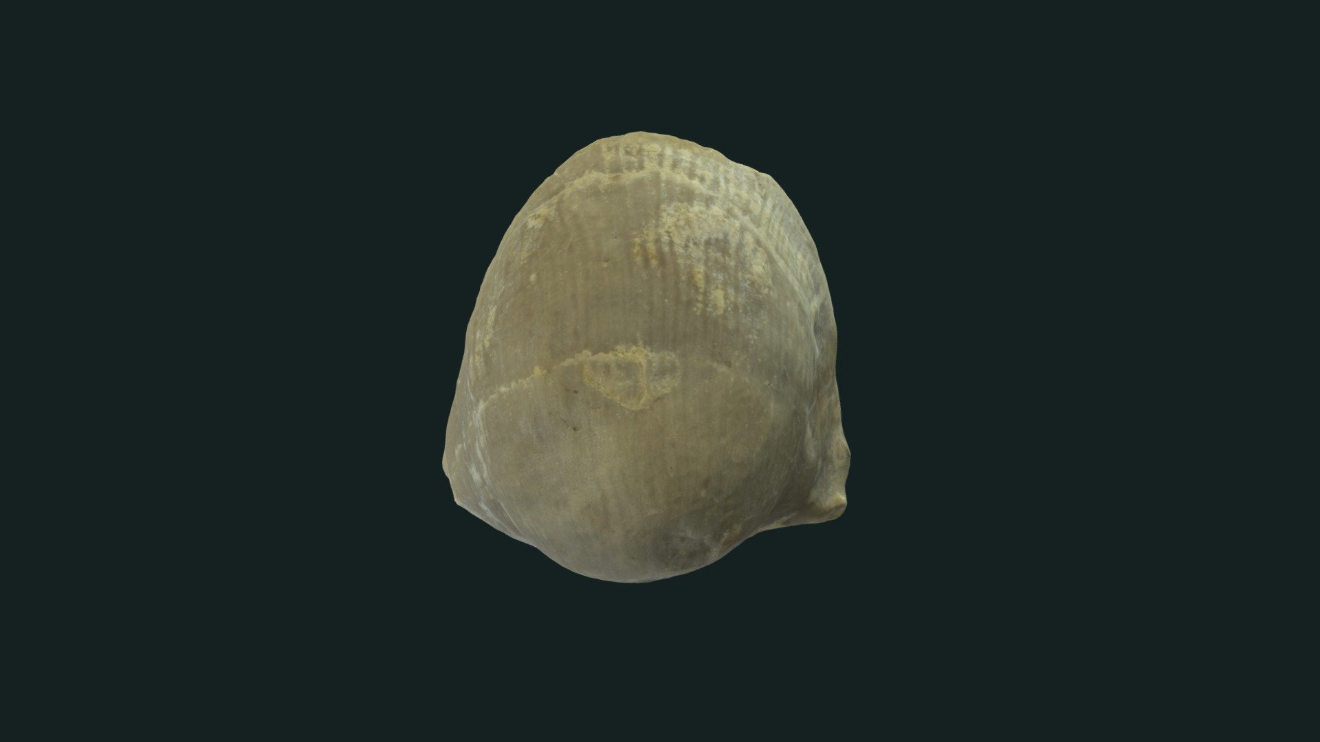 Stropheodonta gibbera - 3D model by Shellie Luallin (@Paleogirl ...