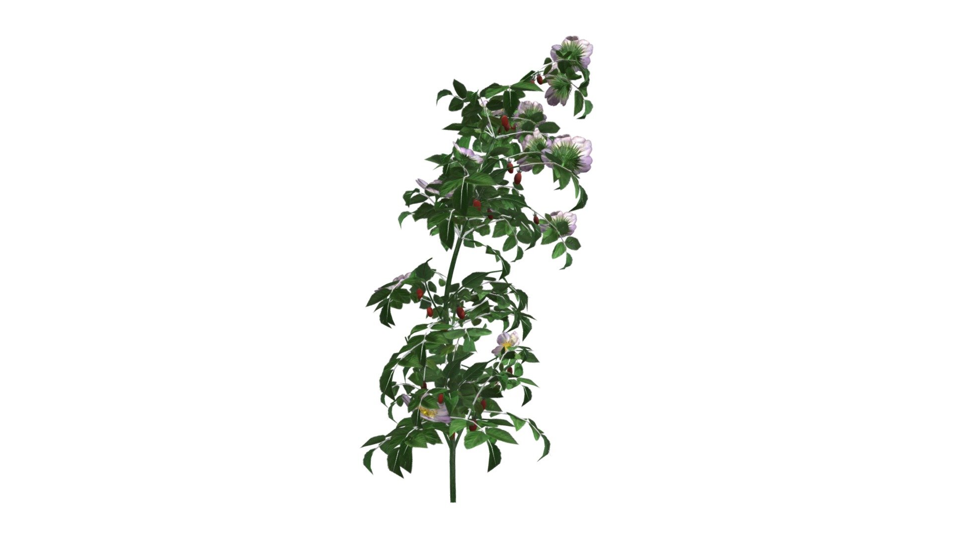 Dog Rose Flower #04 - Buy Royalty Free 3D model by meshshape [d8c2b59 ...