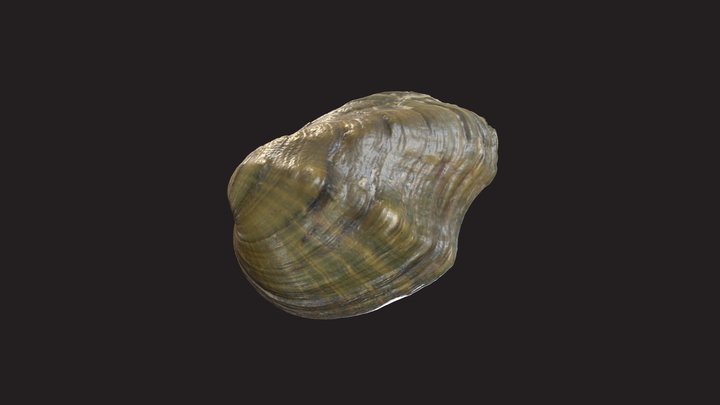 Mussel_shell 3D models - Sketchfab