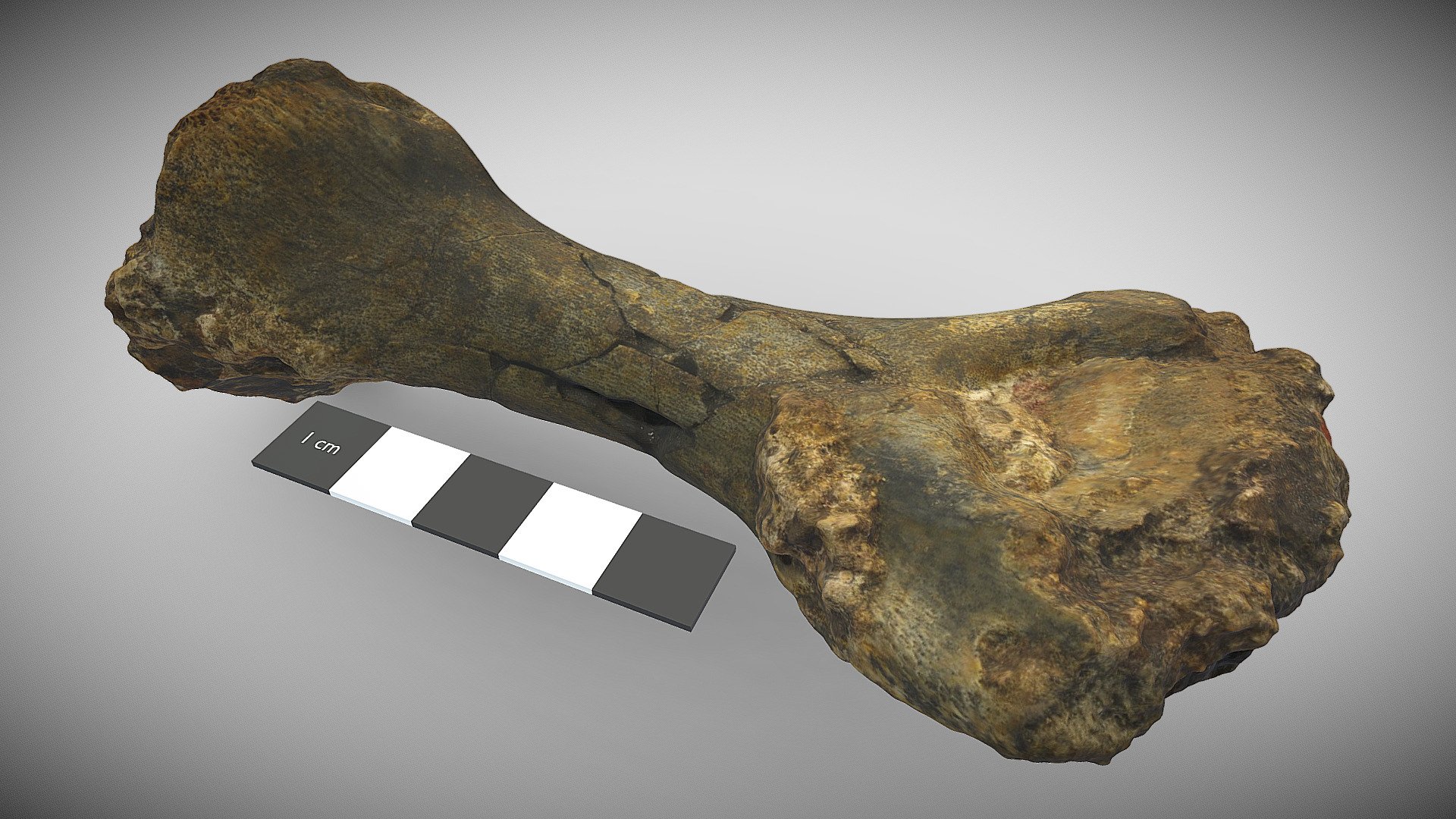 Humerus from a Komodo Dragon (fossil) - 3D model by UQ School of Earth ...