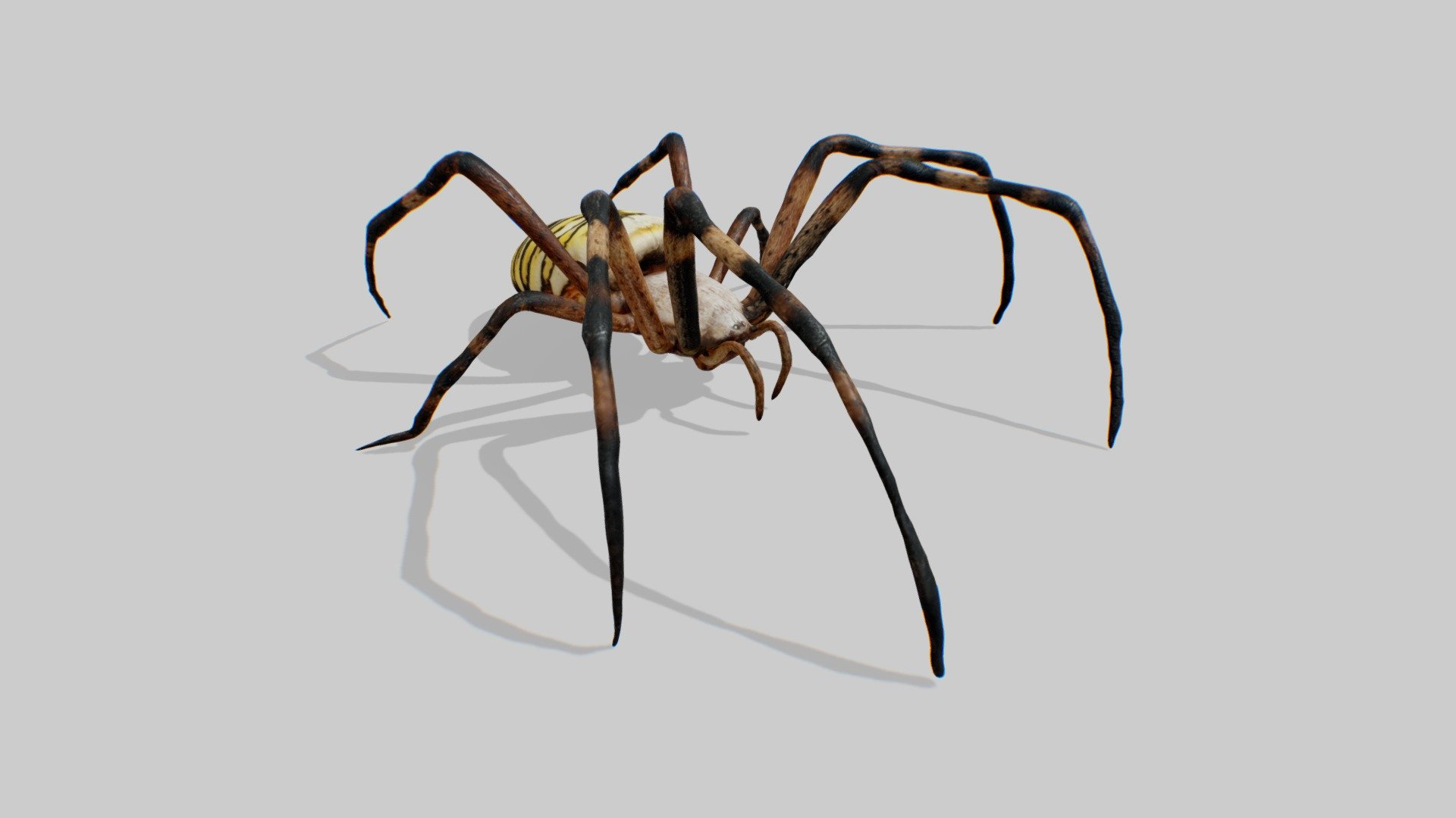 Spider (JIP) - 3D model by bunnopen [d8d589e] - Sketchfab