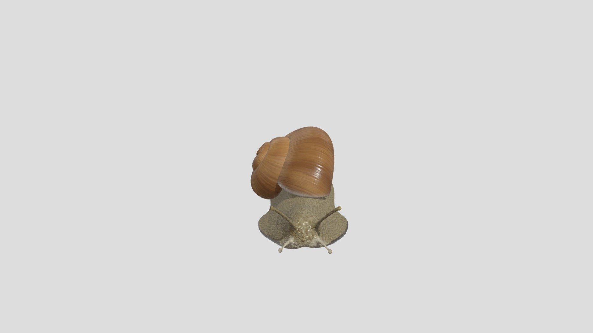 Snail - 3D model by KLChary (@LaxmanaChary) [d8db4ea] - Sketchfab