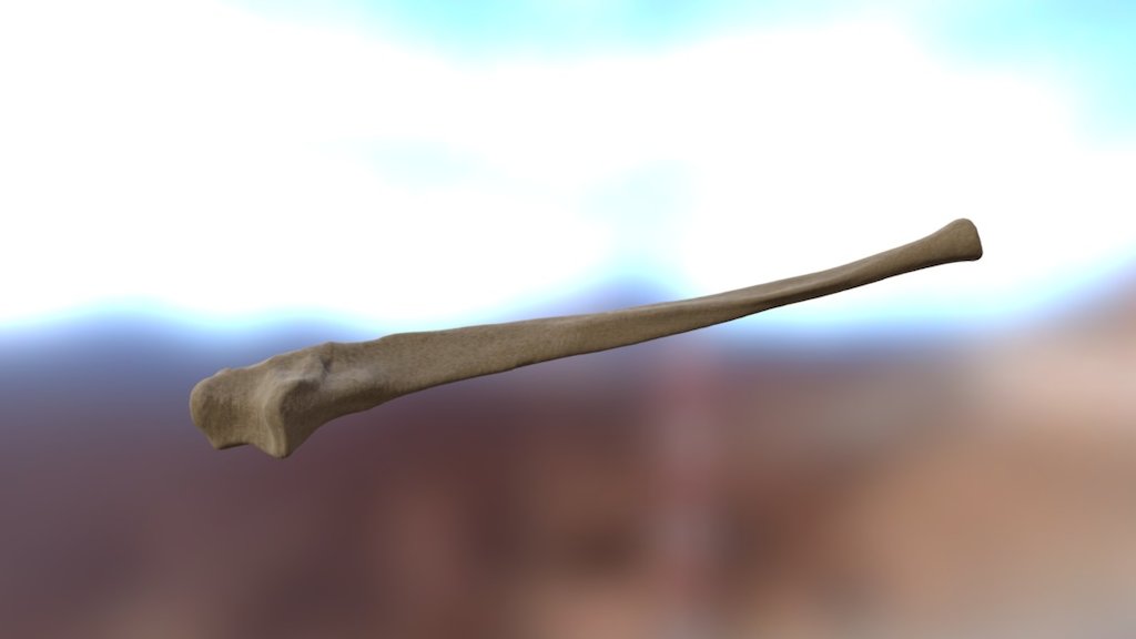 Radius Whit Simpel Texture2 - 3D model by JoaoGarcia [d8dc82d] - Sketchfab
