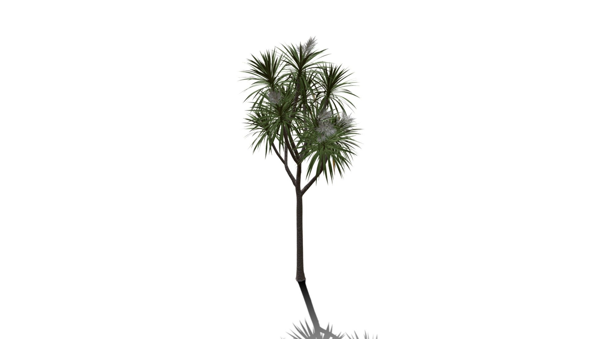 Realistic HD Cabbage tree (13/50) - Buy Royalty Free 3D model by ...