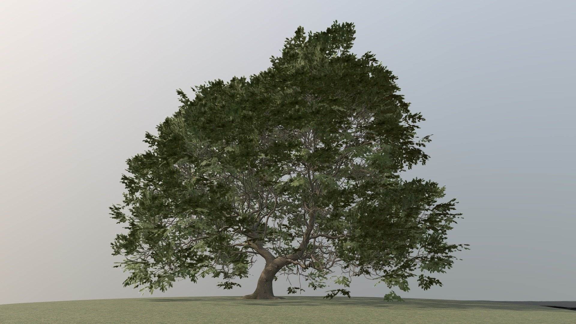 Oak Tree - Buy Royalty Free 3D model by Studio Lab (@studiolab.dev ...